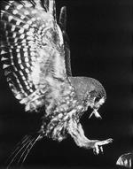 Geoff Moon: Nature Photographer at Corbans Estate Art Centre | The Big Idea