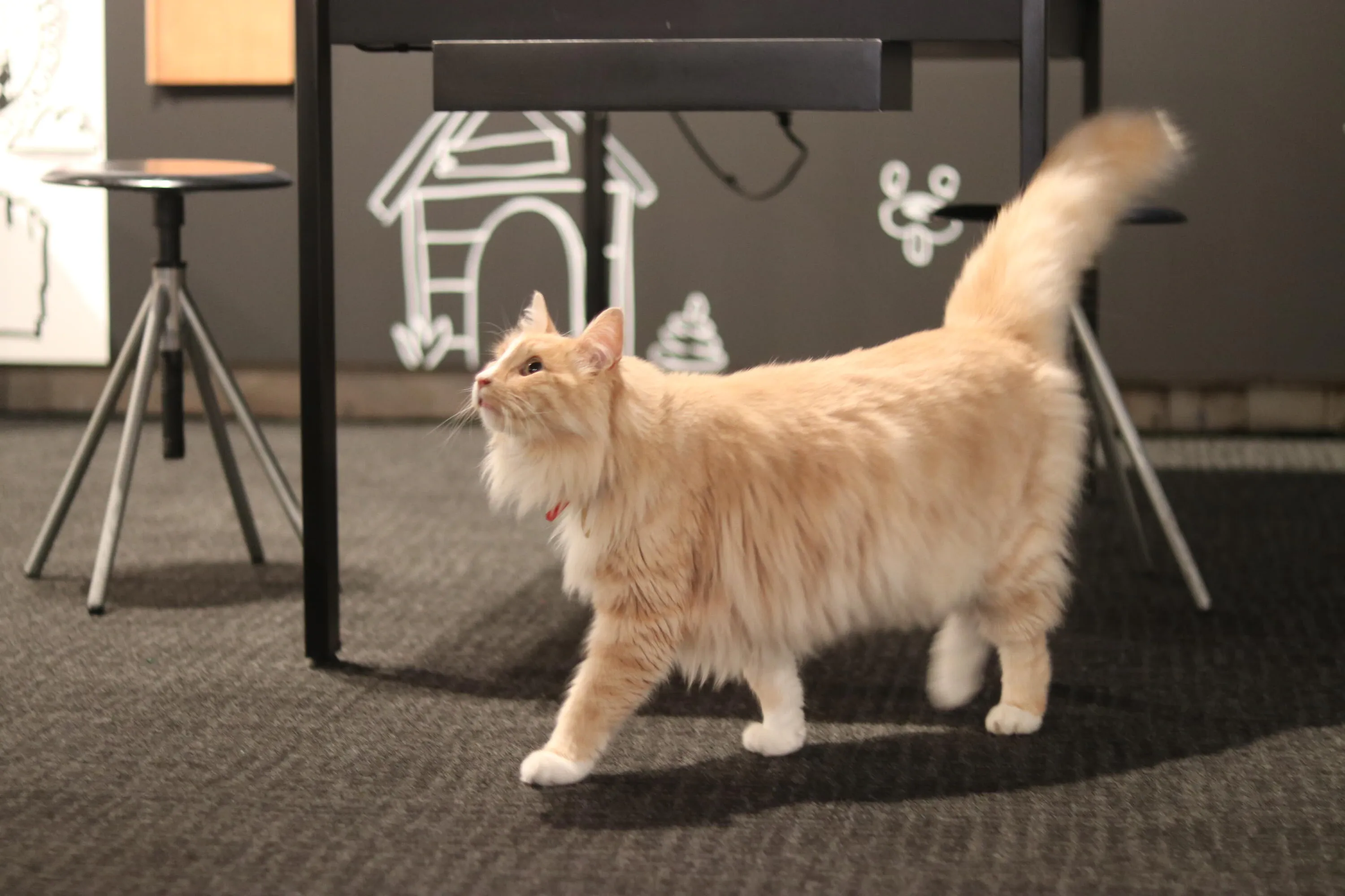 How a Wandering Cat Became a Work of Art | The Big Idea