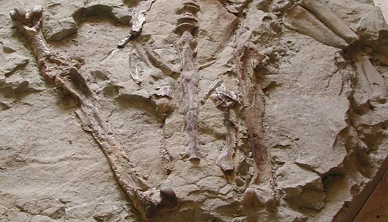 Waikato Museum welcomes giant penguin fossil | The Big Idea